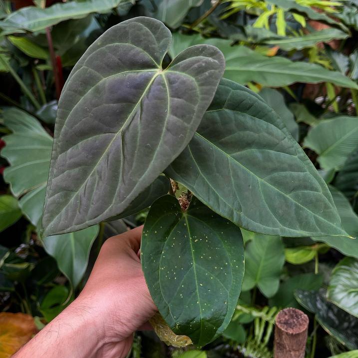 Anthurium Dressleri | PLNT